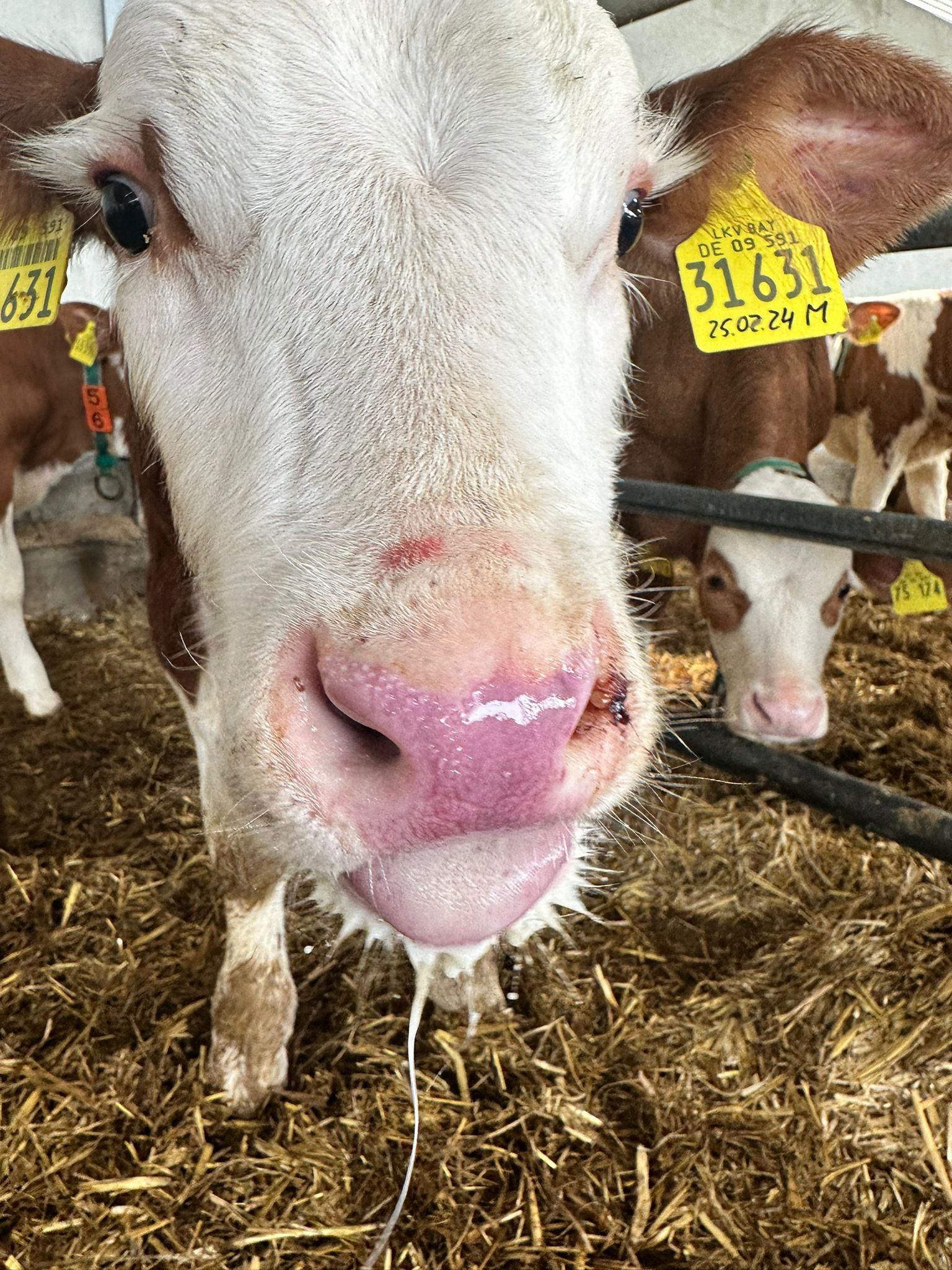 Blauzungenkrankheit beim Kalb | Tierärztliche Gemeinschaftspraxis BSB